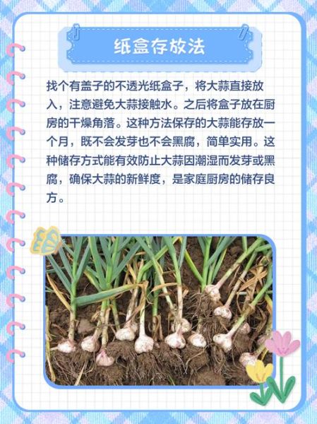 北方大蒜什么时候种_如何越冬防冻-第2张图片-山城妙识 北方大蒜什么时候种_如何越冬防冻-第2张图片-山城妙识