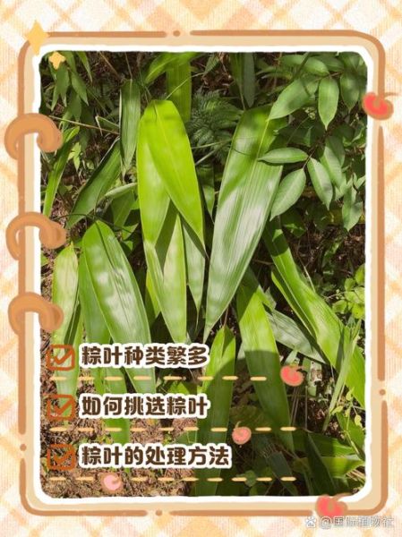 粽子叶和竹子叶的区别_哪种更适合包粽子-第2张图片-山城妙识