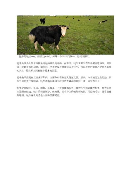 牦牛读mao还是hao_正确拼音解析-第1张图片-山城妙识