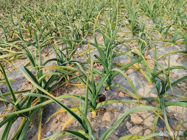 北方大蒜什么时候种_如何越冬防冻-第3张图片-山城妙识 北方大蒜什么时候种_如何越冬防冻-第3张图片-山城妙识