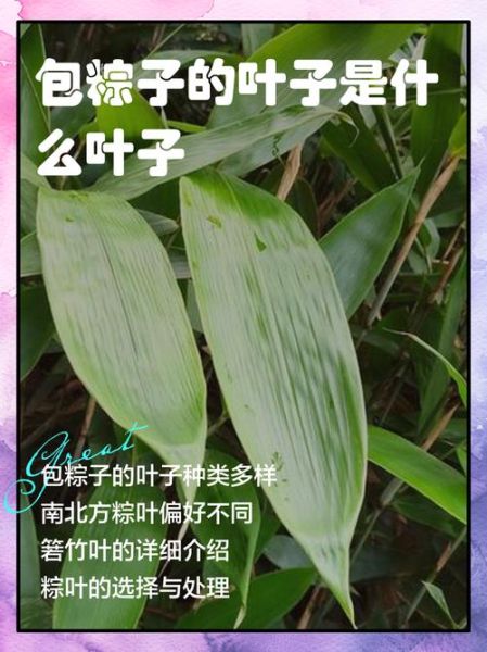 粽子叶和竹子叶的区别_哪种更适合包粽子-第3张图片-山城妙识