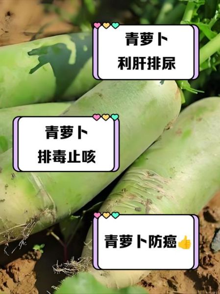 青萝卜是热性还是凉性_青萝卜寒凉吗-第2张图片-山城妙识 青萝卜是热性还是凉性_青萝卜寒凉吗-第2张图片-山城妙识