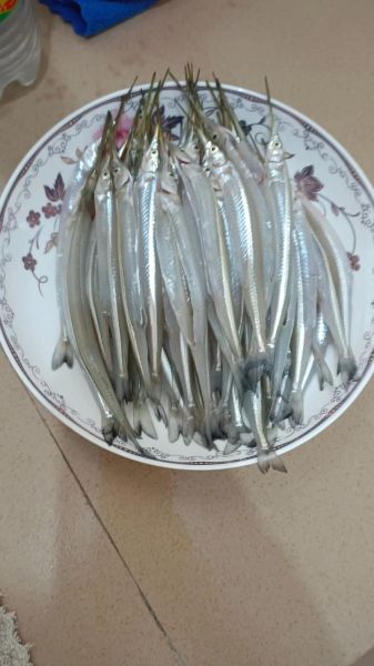 针鱼图片_针鱼长什么样-第1张图片-山城妙识 针鱼图片_针鱼长什么样-第1张图片-山城妙识