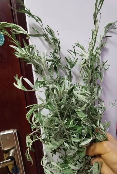 野生艾草长什么样_如何辨认新鲜艾草-第1张图片-山城妙识