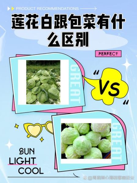 莲花白是包菜吗_莲花白和包菜的区别-第1张图片-山城妙识 莲花白是包菜吗_莲花白和包菜的区别-第1张图片-山城妙识