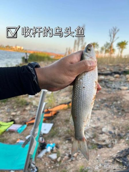 淡水针嘴鱼怎么养_淡水针嘴鱼能长多大-第2张图片-山城妙识