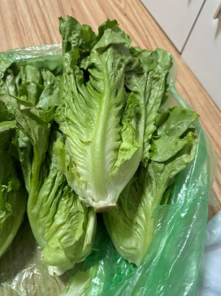 罗马生菜怎么保存_罗马生菜可以生吃吗-第1张图片-山城妙识 罗马生菜怎么保存_罗马生菜可以生吃吗-第1张图片-山城妙识