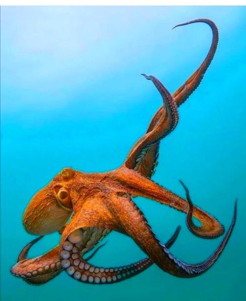 80米巨型章鱼真的存在吗_巨型章鱼最大有多大-第2张图片-山城妙识