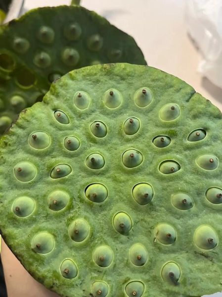 莲蓬老了怎么吃_莲蓬老了还能吃吗-第1张图片-山城妙识