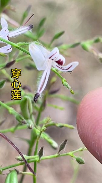 穿心莲长什么样_穿心莲图片怎么辨认-第3张图片-山城妙识