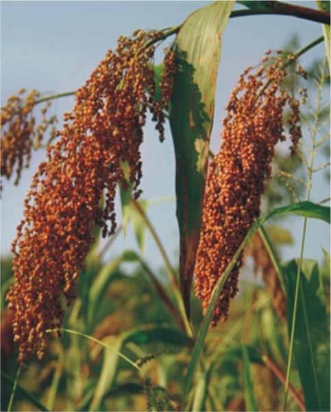 高粱图片大全_哪里可以找到高清图-第2张图片-山城妙识 高粱图片大全_哪里可以找到高清图-第2张图片-山城妙识