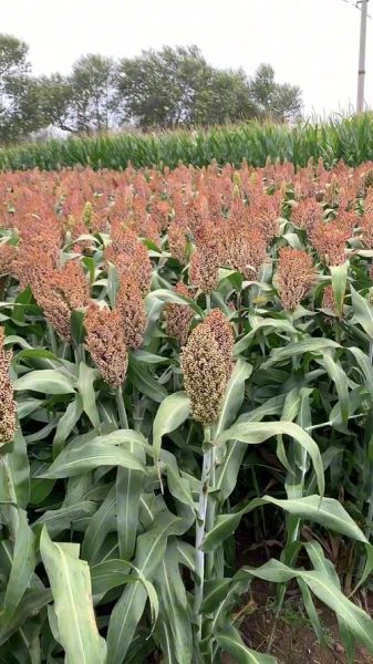 高粱图片大全_哪里可以找到高清图-第1张图片-山城妙识 高粱图片大全_哪里可以找到高清图-第1张图片-山城妙识