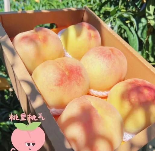 阳山水蜜桃哪个品种最好吃_阳山水蜜桃品种区别-第1张图片-山城妙识