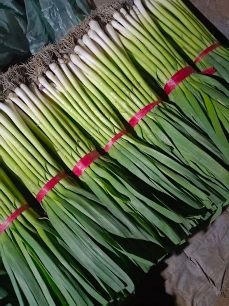 青蒜苗的营养价值_青蒜苗的功效与作用-第1张图片-山城妙识 青蒜苗的营养价值_青蒜苗的功效与作用-第1张图片-山城妙识