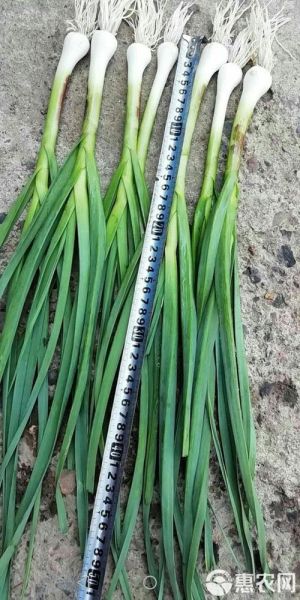 青蒜苗的营养价值_青蒜苗的功效与作用-第3张图片-山城妙识 青蒜苗的营养价值_青蒜苗的功效与作用-第3张图片-山城妙识