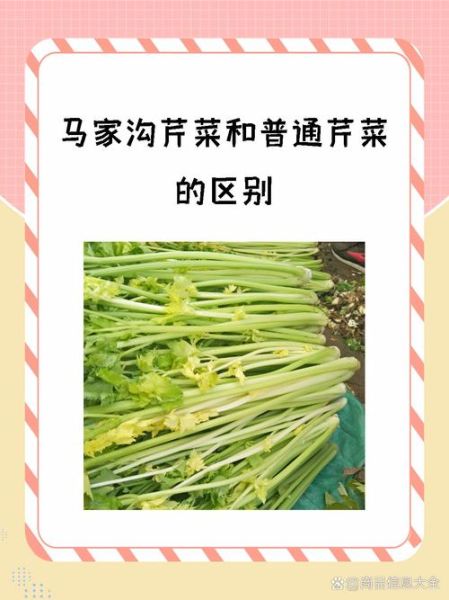 香芹和芹菜的区别_香芹图片怎么辨认-第3张图片-山城妙识 香芹和芹菜的区别_香芹图片怎么辨认-第3张图片-山城妙识