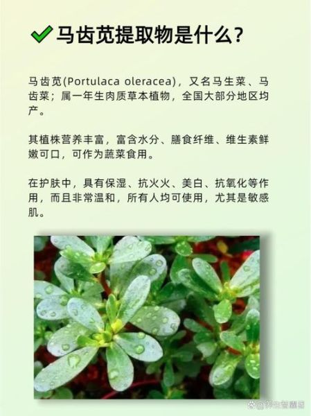马齿苋对皮肤的功效有哪些_马齿苋护肤品适合敏感肌吗-第1张图片-山城妙识 马齿苋对皮肤的功效有哪些_马齿苋护肤品适合敏感肌吗-第1张图片-山城妙识