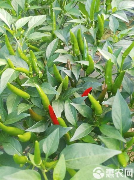 野山椒辣度有多辣_野山椒辣度是多少SHU-第3张图片-山城妙识