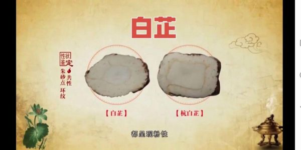 白芷图片长什么样_白芷和杭白芷区别-第1张图片-山城妙识 白芷图片长什么样_白芷和杭白芷区别-第1张图片-山城妙识
