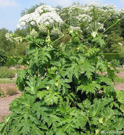 白芷图片长什么样_白芷和杭白芷区别-第2张图片-山城妙识 白芷图片长什么样_白芷和杭白芷区别-第2张图片-山城妙识