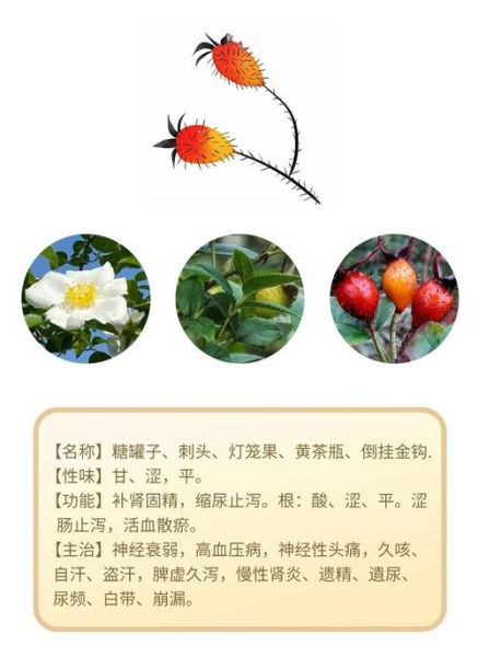 金樱子长期喝有害处吗_金樱子泡水副作用-第1张图片-山城妙识 金樱子长期喝有害处吗_金樱子泡水副作用-第1张图片-山城妙识