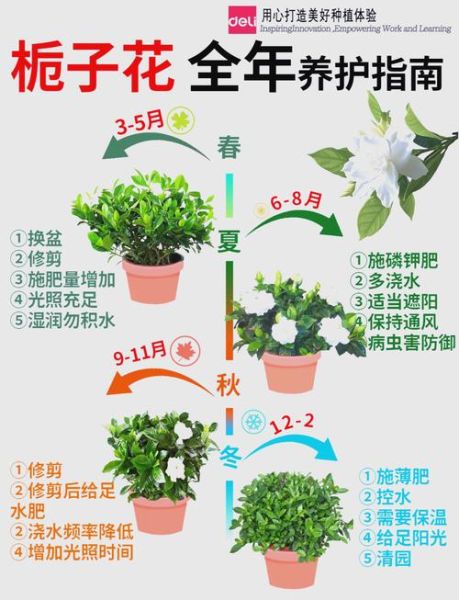 老人说养栀子花不吉利_栀子花风水禁忌真相-第1张图片-山城妙识