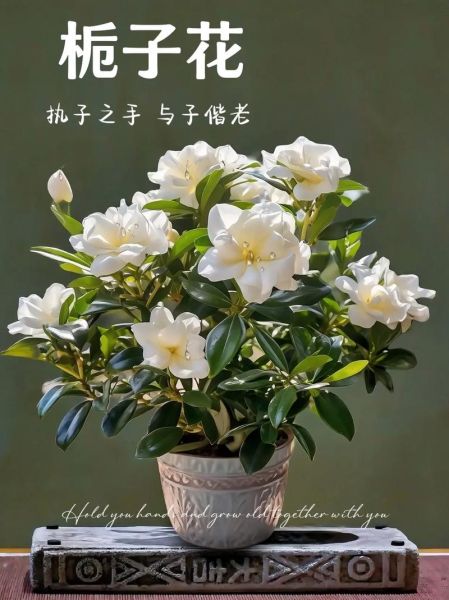 老人说养栀子花不吉利_栀子花风水禁忌真相-第3张图片-山城妙识