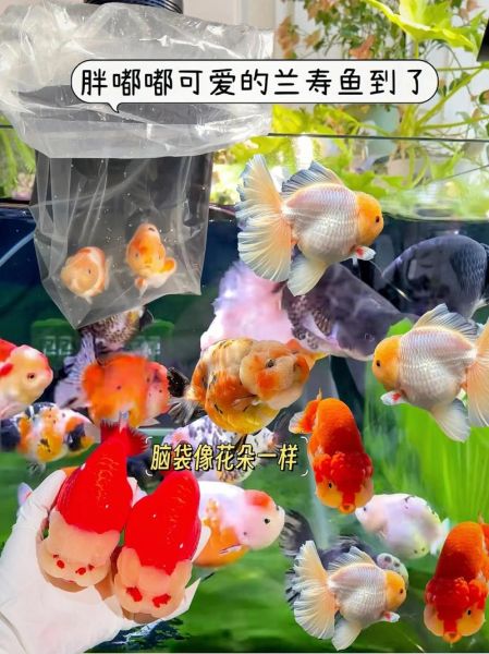 福寿鱼是淡水鱼吗_福寿鱼可以海水养吗-第3张图片-山城妙识 福寿鱼是淡水鱼吗_福寿鱼可以海水养吗-第3张图片-山城妙识