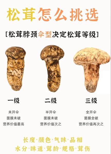 松茸多少钱一斤_松茸价格为什么差别大-第2张图片-山城妙识 松茸多少钱一斤_松茸价格为什么差别大-第2张图片-山城妙识