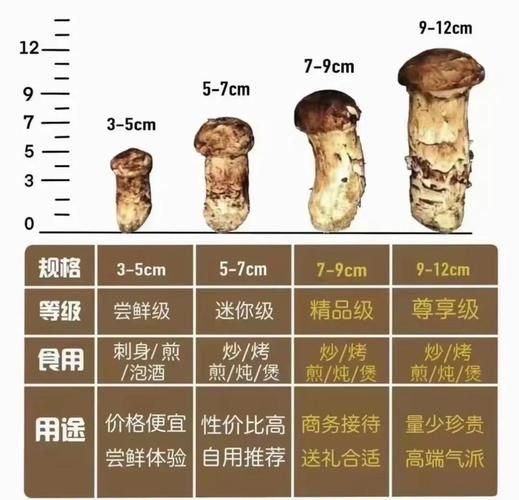 松茸多少钱一斤_松茸价格为什么差别大-第1张图片-山城妙识 松茸多少钱一斤_松茸价格为什么差别大-第1张图片-山城妙识