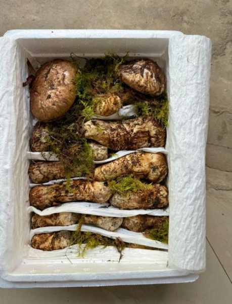 松茸多少钱一斤_松茸价格为什么差别大-第3张图片-山城妙识 松茸多少钱一斤_松茸价格为什么差别大-第3张图片-山城妙识