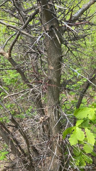 皂角树种植骗局_如何识别-第1张图片-山城妙识