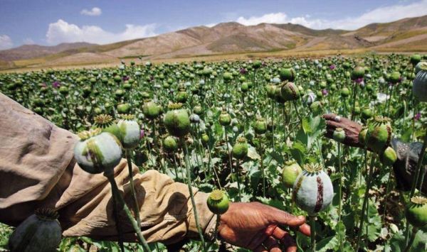 鸦片是什么_鸦片会上瘾吗-第3张图片-山城妙识