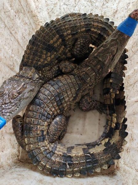 鳄鱼养殖销路在哪_鳄鱼养殖销路有哪些-第2张图片-山城妙识