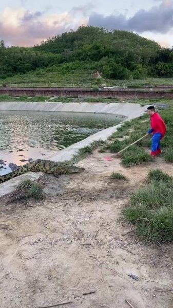 鳄鱼养殖销路在哪_鳄鱼养殖销路有哪些-第3张图片-山城妙识