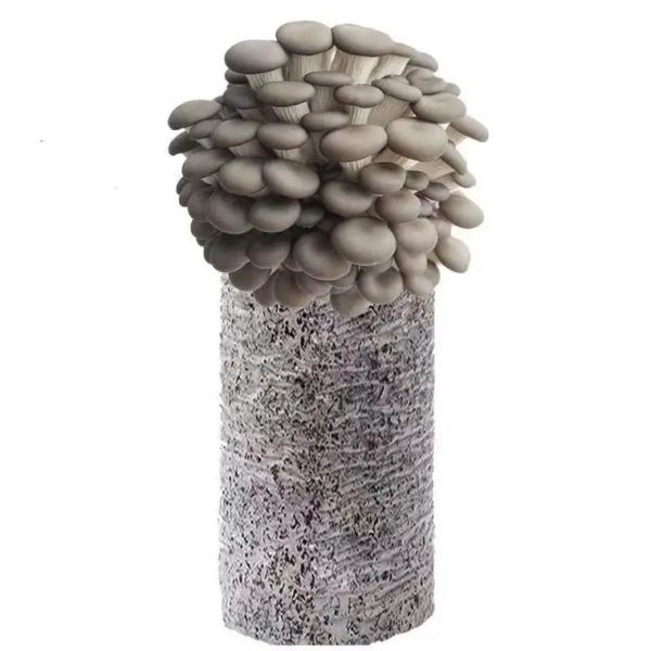 平菇栽培技术_平菇怎么种植-第1张图片-山城妙识