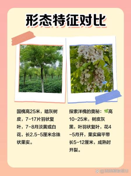 槐树有多少个品种_常见槐树图片怎么区分-第2张图片-山城妙识 槐树有多少个品种_常见槐树图片怎么区分-第2张图片-山城妙识