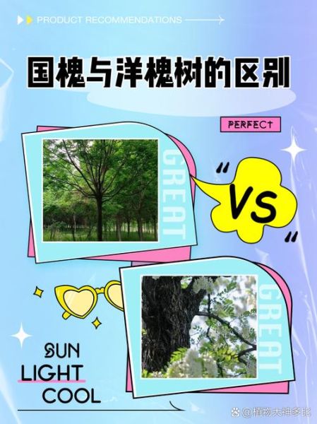 槐树有多少个品种_常见槐树图片怎么区分-第1张图片-山城妙识 槐树有多少个品种_常见槐树图片怎么区分-第1张图片-山城妙识