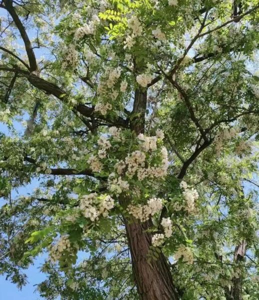 槐树有多少个品种_常见槐树图片怎么区分-第3张图片-山城妙识 槐树有多少个品种_常见槐树图片怎么区分-第3张图片-山城妙识