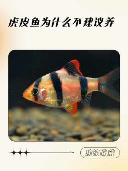 虎皮鱼怎么养_虎皮鱼能活多久-第2张图片-山城妙识 虎皮鱼怎么养_虎皮鱼能活多久-第2张图片-山城妙识