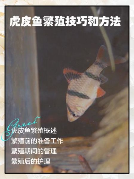 虎皮鱼怎么养_虎皮鱼能活多久-第3张图片-山城妙识 虎皮鱼怎么养_虎皮鱼能活多久-第3张图片-山城妙识