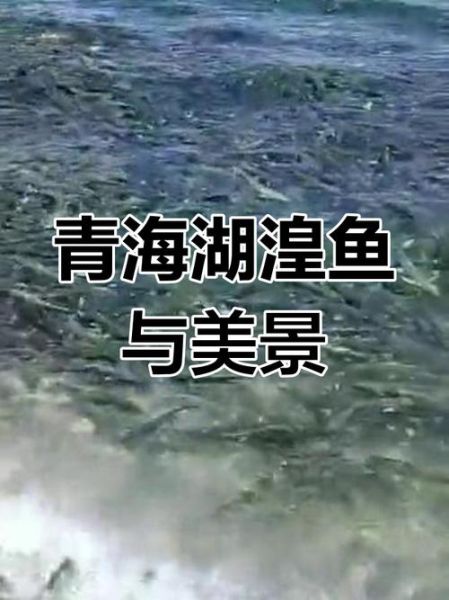 青海湖湟鱼洄游地点在哪里_最佳观赏时间-第1张图片-山城妙识 青海湖湟鱼洄游地点在哪里_最佳观赏时间-第1张图片-山城妙识