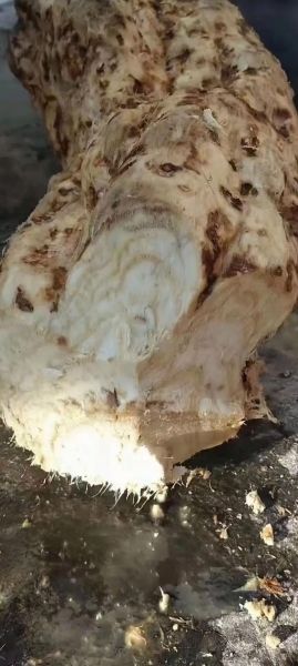 葛根粉有丰胸作用吗_葛根粉丰胸是真的吗-第1张图片-山城妙识 葛根粉有丰胸作用吗_葛根粉丰胸是真的吗-第1张图片-山城妙识