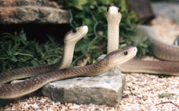 黑曼巴蛇有多毒_黑曼巴蛇咬了多久会死-第2张图片-山城妙识 黑曼巴蛇有多毒_黑曼巴蛇咬了多久会死-第2张图片-山城妙识