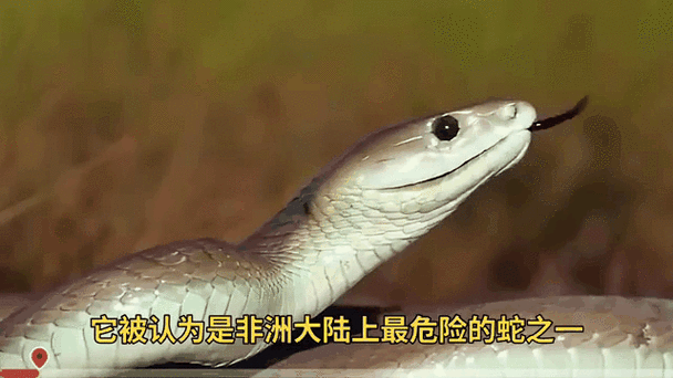 黑曼巴蛇有多毒_黑曼巴蛇咬了多久会死-第3张图片-山城妙识 黑曼巴蛇有多毒_黑曼巴蛇咬了多久会死-第3张图片-山城妙识