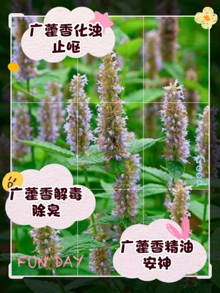 藿香的功效与作用有哪些_藿香怎么使用效果最好-第1张图片-山城妙识 藿香的功效与作用有哪些_藿香怎么使用效果最好-第1张图片-山城妙识
