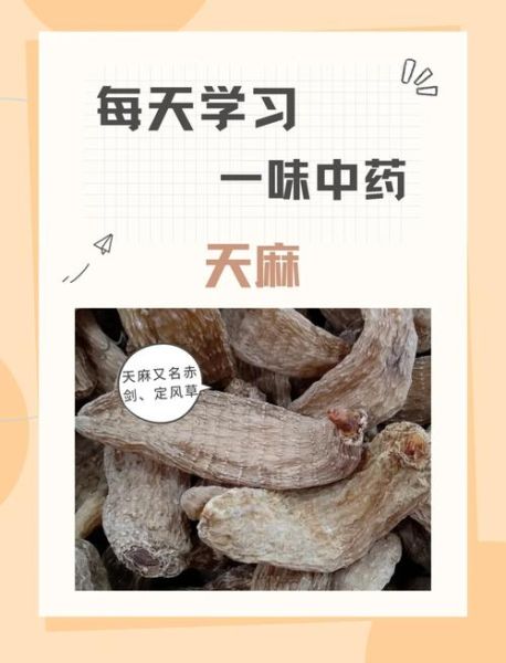 天麻的正确吃法_天麻的功效与作用-第2张图片-山城妙识 天麻的正确吃法_天麻的功效与作用-第2张图片-山城妙识