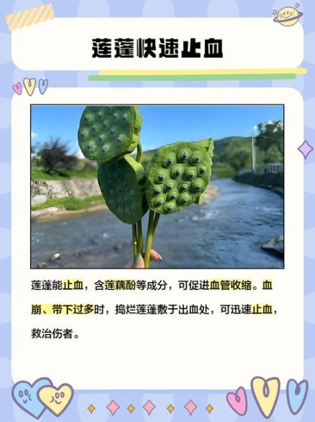 莲蓬怎么吃_莲蓬有什么功效-第3张图片-山城妙识