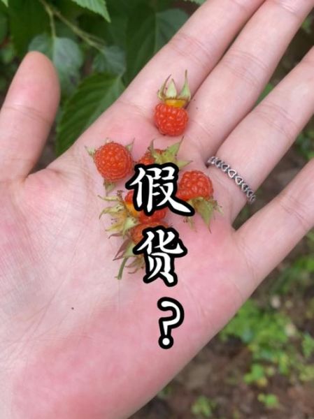 野生覆盆子图片_如何辨别真假野生覆盆子-第3张图片-山城妙识 野生覆盆子图片_如何辨别真假野生覆盆子-第3张图片-山城妙识