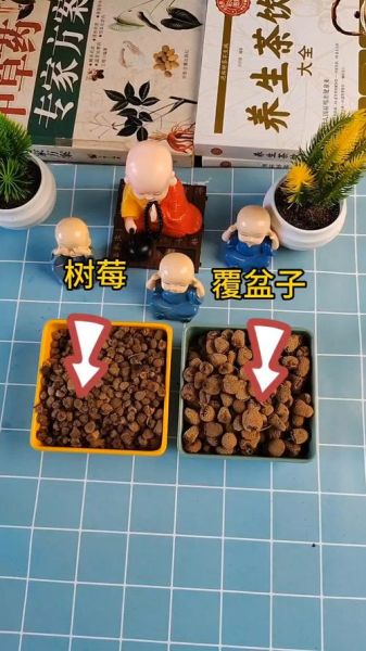 野生覆盆子图片_如何辨别真假野生覆盆子-第1张图片-山城妙识 野生覆盆子图片_如何辨别真假野生覆盆子-第1张图片-山城妙识